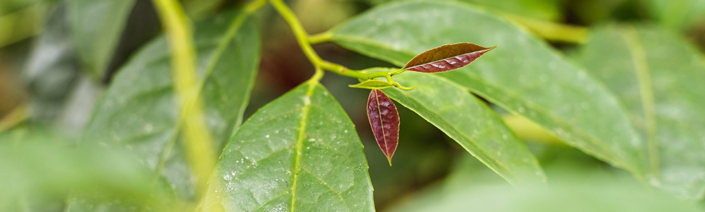 AmaTea® – Organic Guayusa Extract – Vitalo Life Science